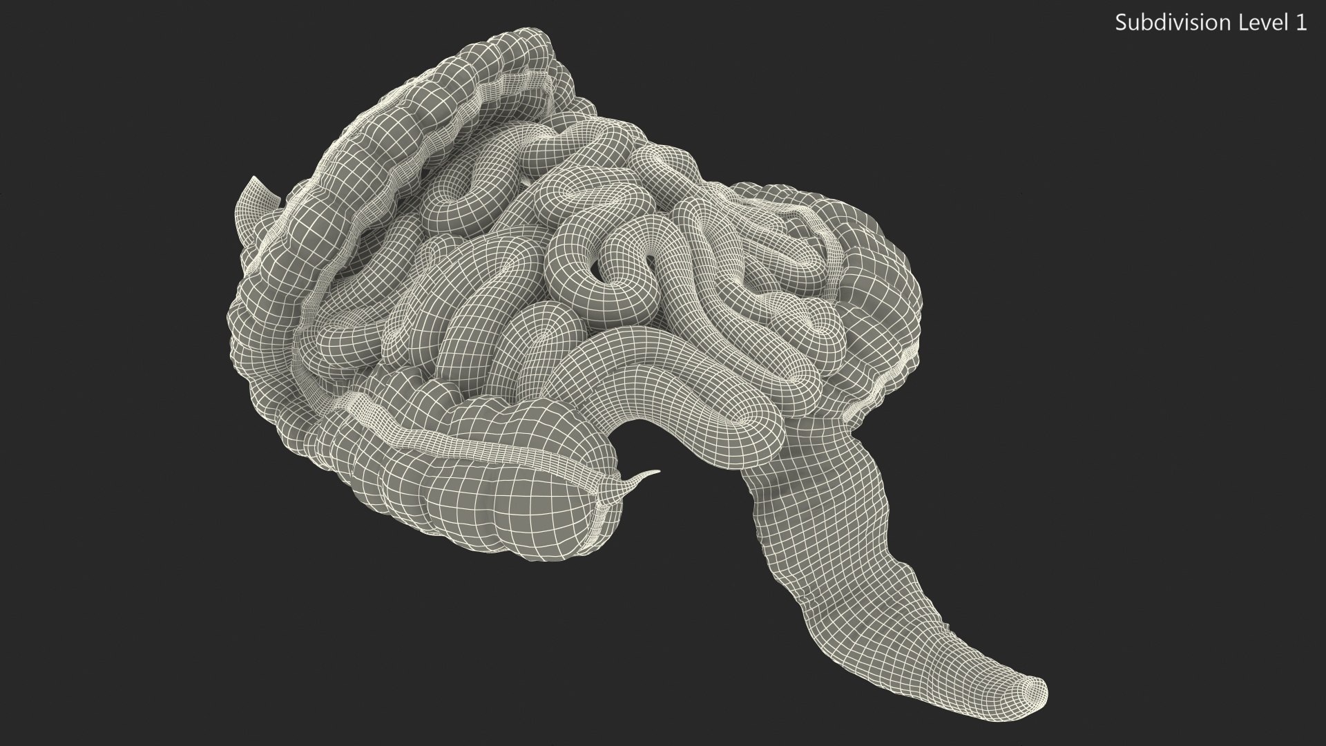 3D human small inestines colon model - TurboSquid 1469288
