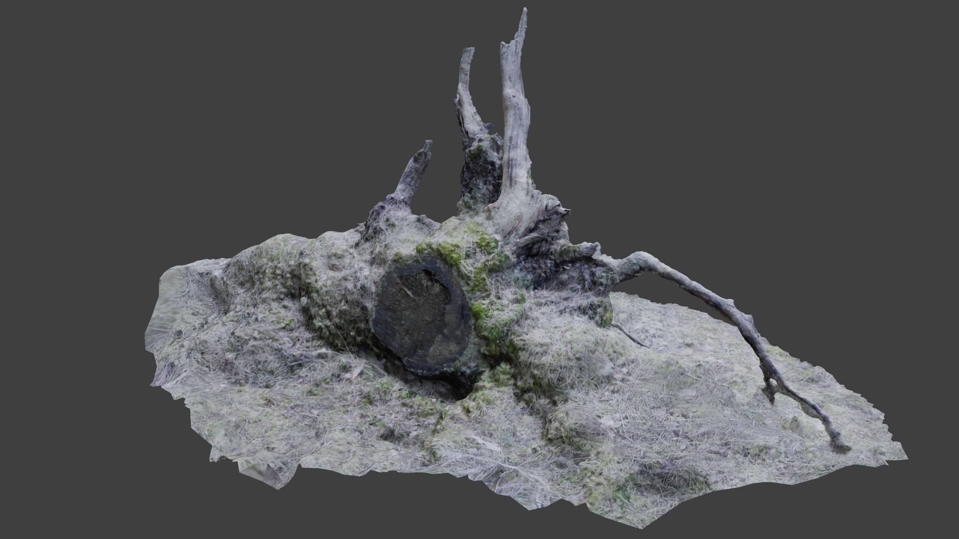 Scanned Fallen Tree Stump 3D - TurboSquid 1699287