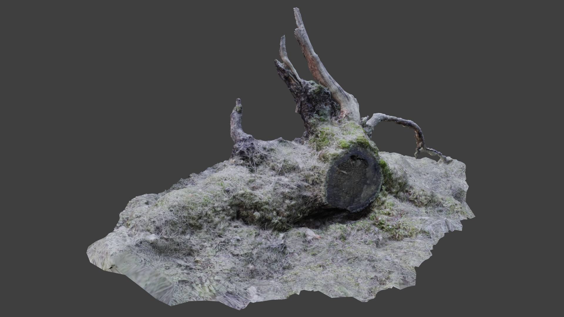 Scanned Fallen Tree Stump 3D - TurboSquid 1699287