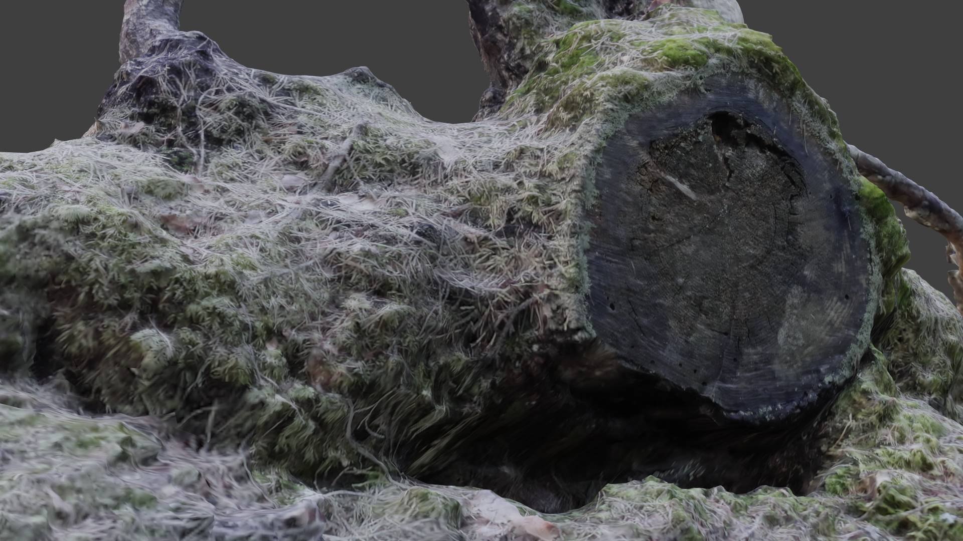 Scanned Fallen Tree Stump 3D - TurboSquid 1699287