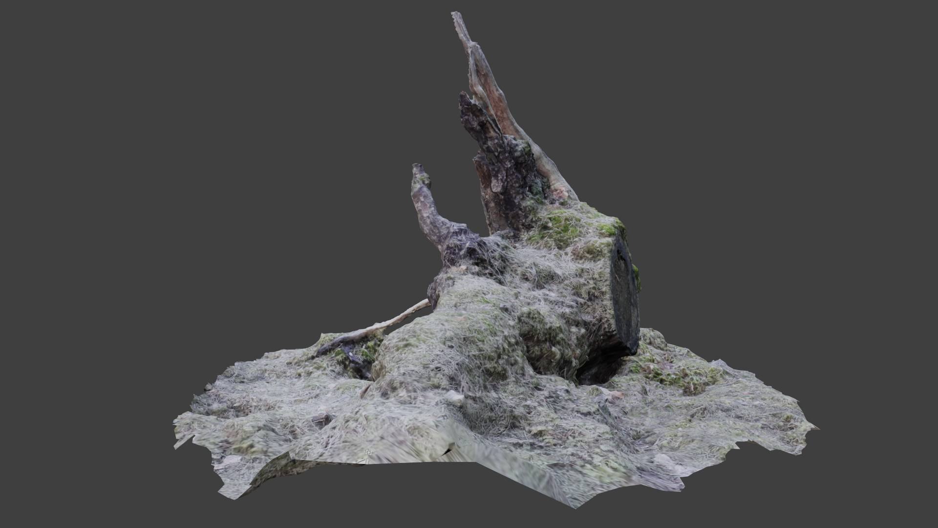 Scanned Fallen Tree Stump 3D - TurboSquid 1699287