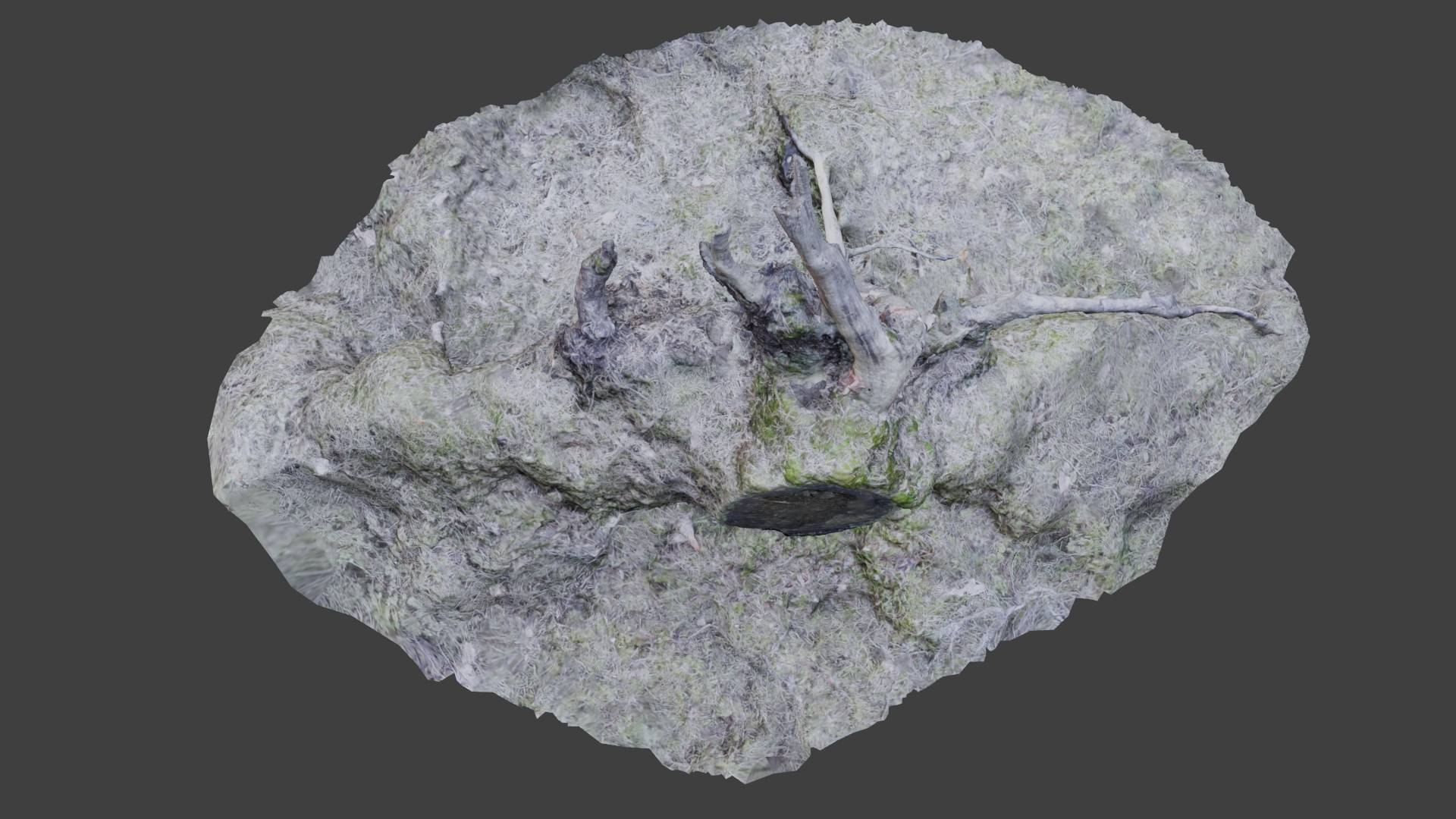 Scanned Fallen Tree Stump 3D - TurboSquid 1699287