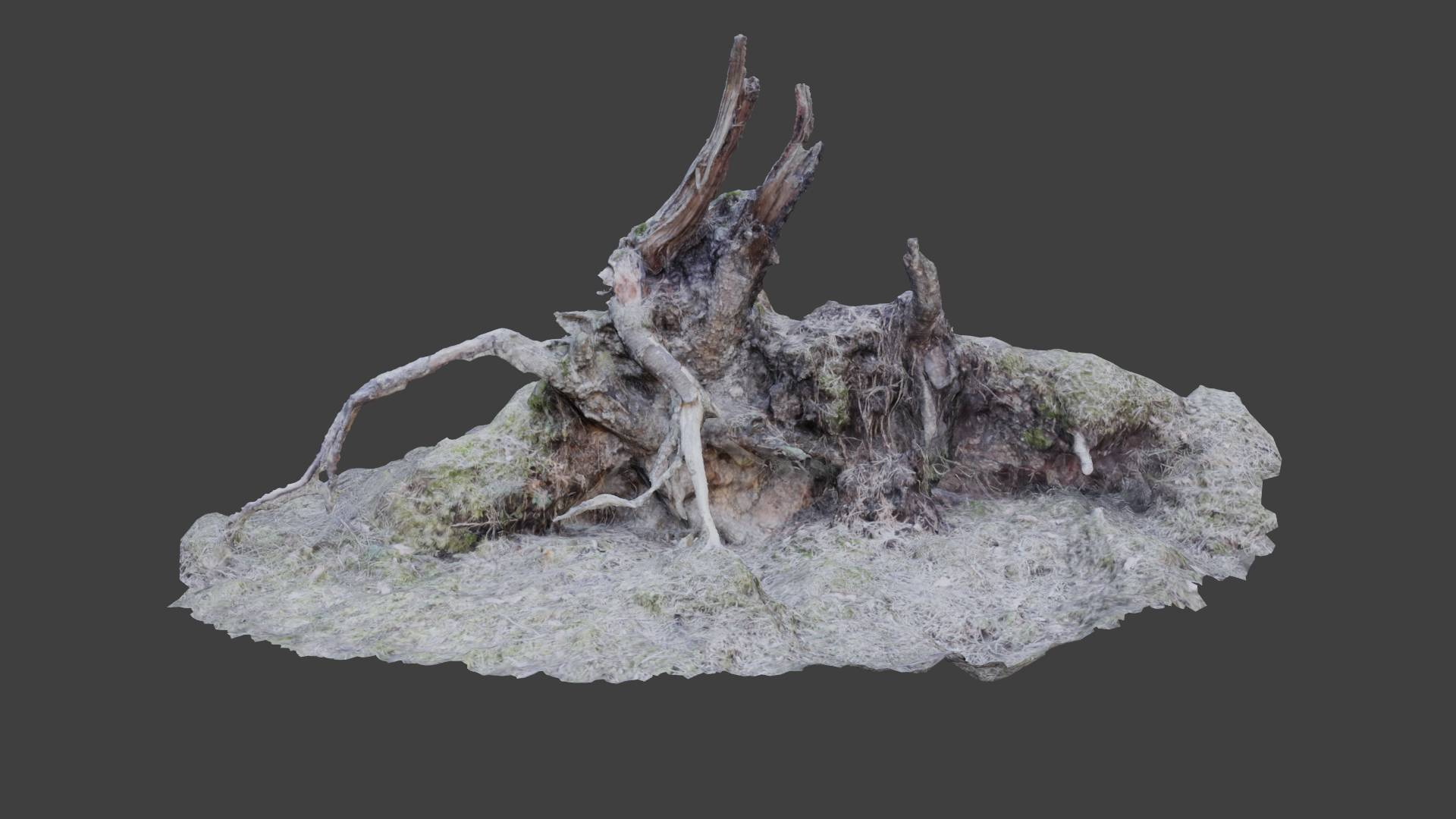 Scanned Fallen Tree Stump 3D - TurboSquid 1699287