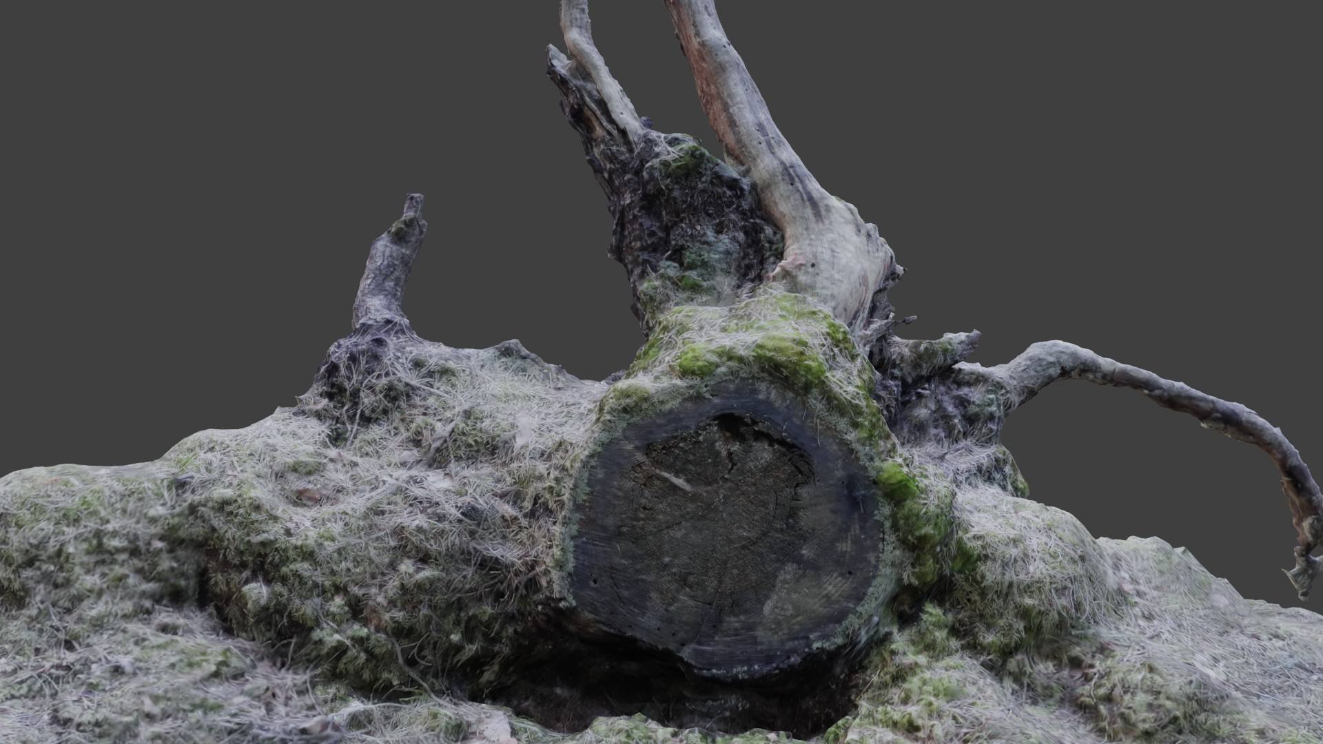 Scanned Fallen Tree Stump 3D - TurboSquid 1699287
