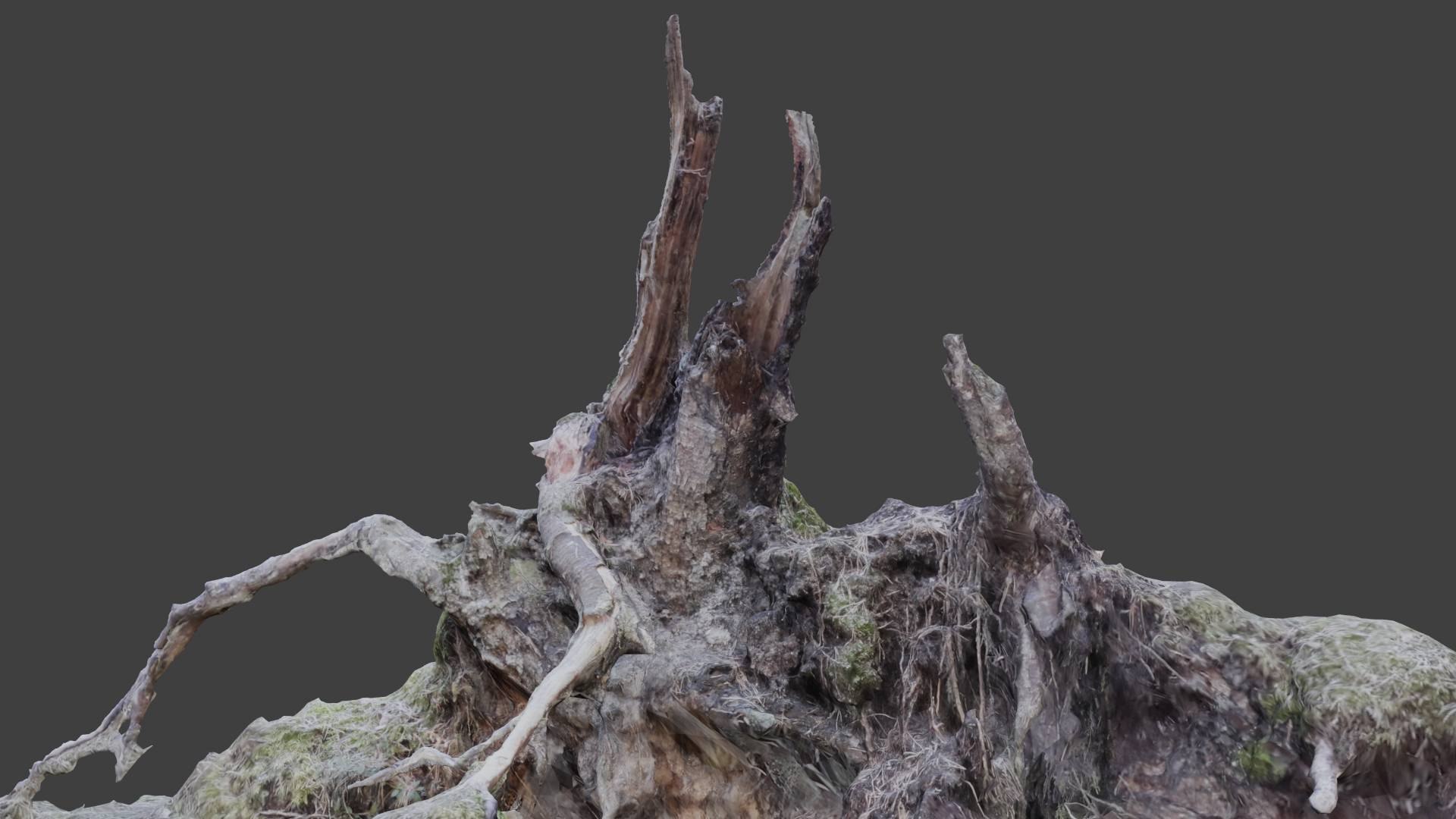 Scanned Fallen Tree Stump 3D - TurboSquid 1699287
