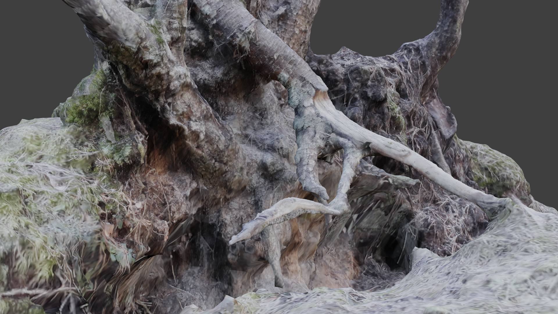 Scanned Fallen Tree Stump 3D - TurboSquid 1699287