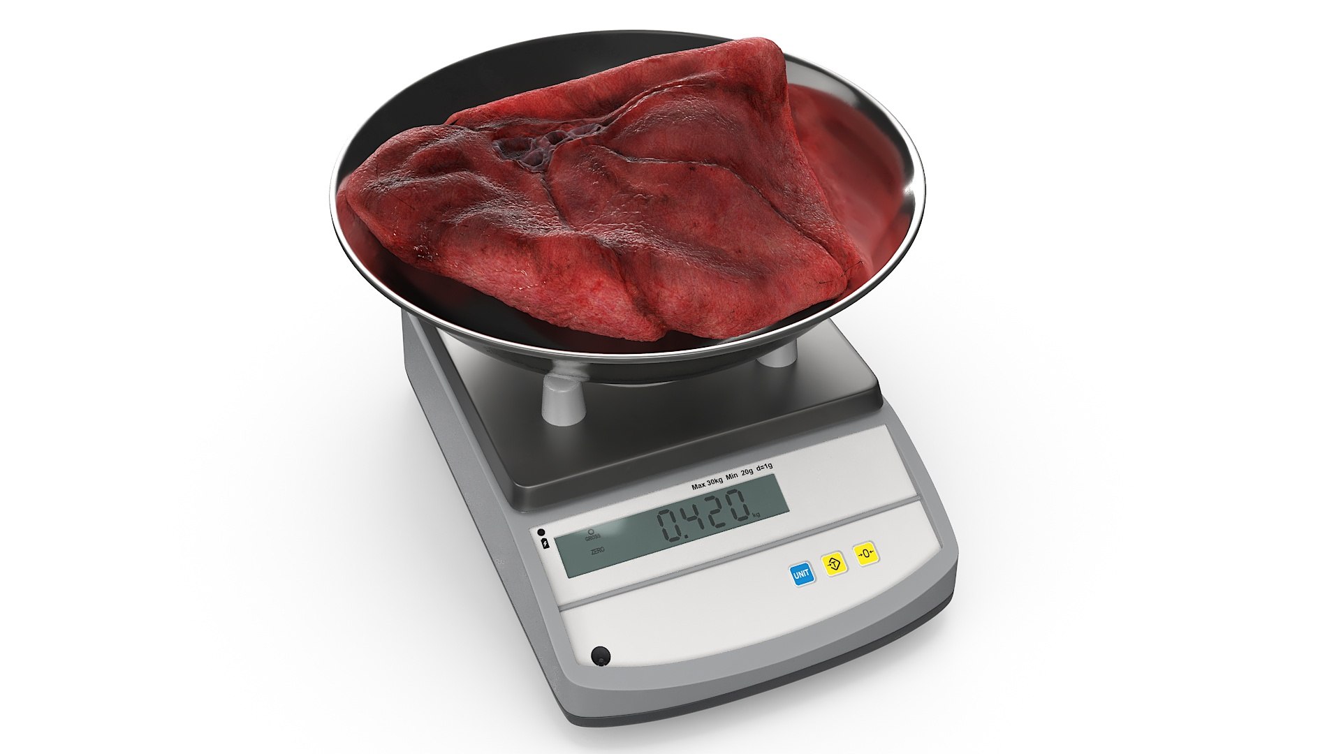 3D Lung On Scales - TurboSquid 2384592