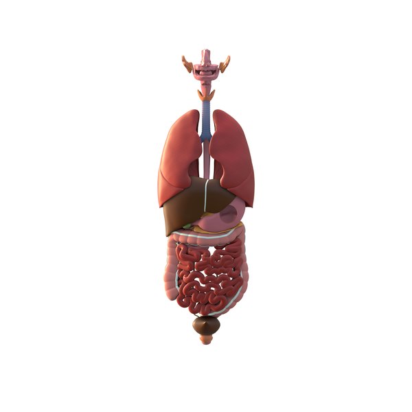 modelo 3d vísceras - TurboSquid 2202643