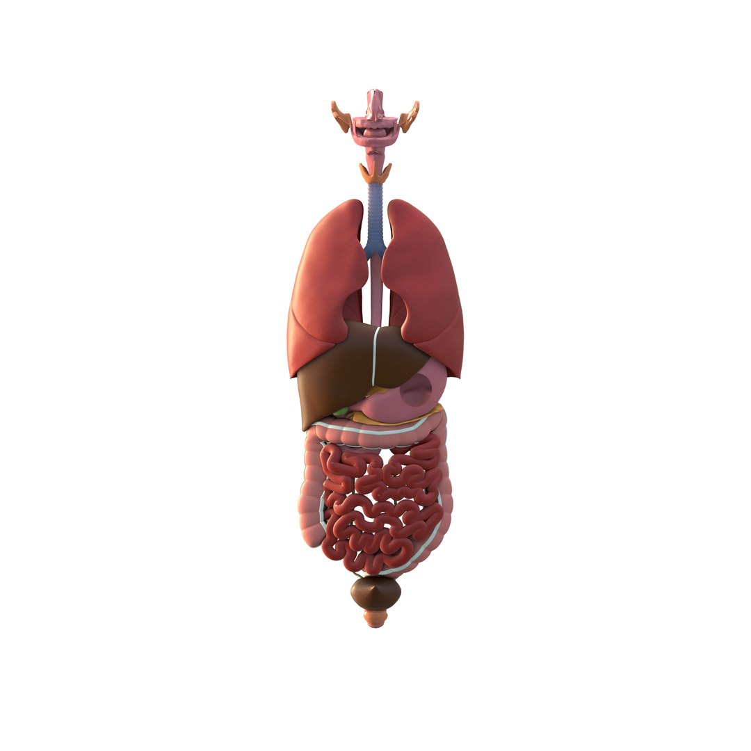 3D Model Viscera - TurboSquid 2202643
