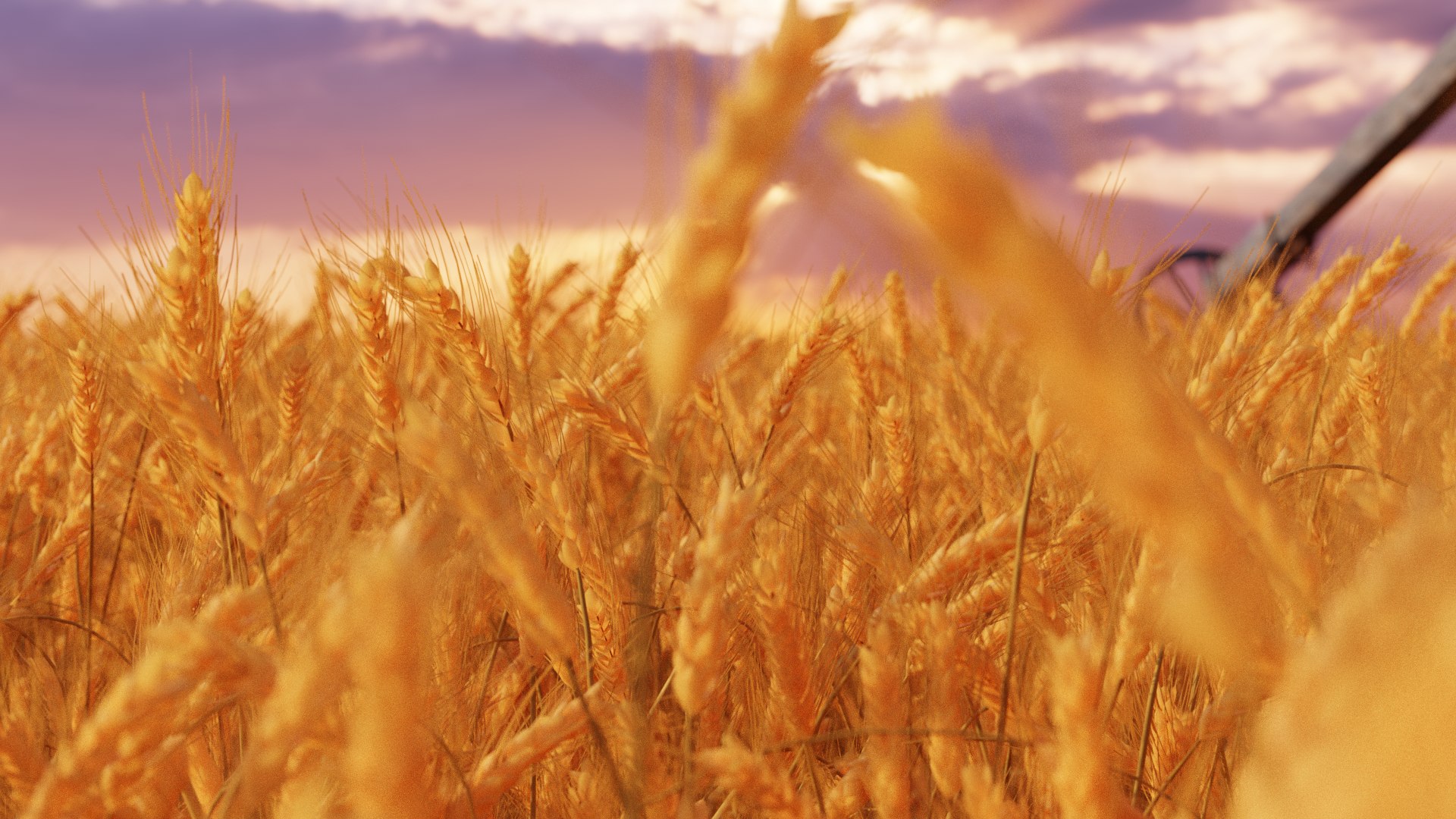 3D Wheat Field 3d Scene - TurboSquid 1987562