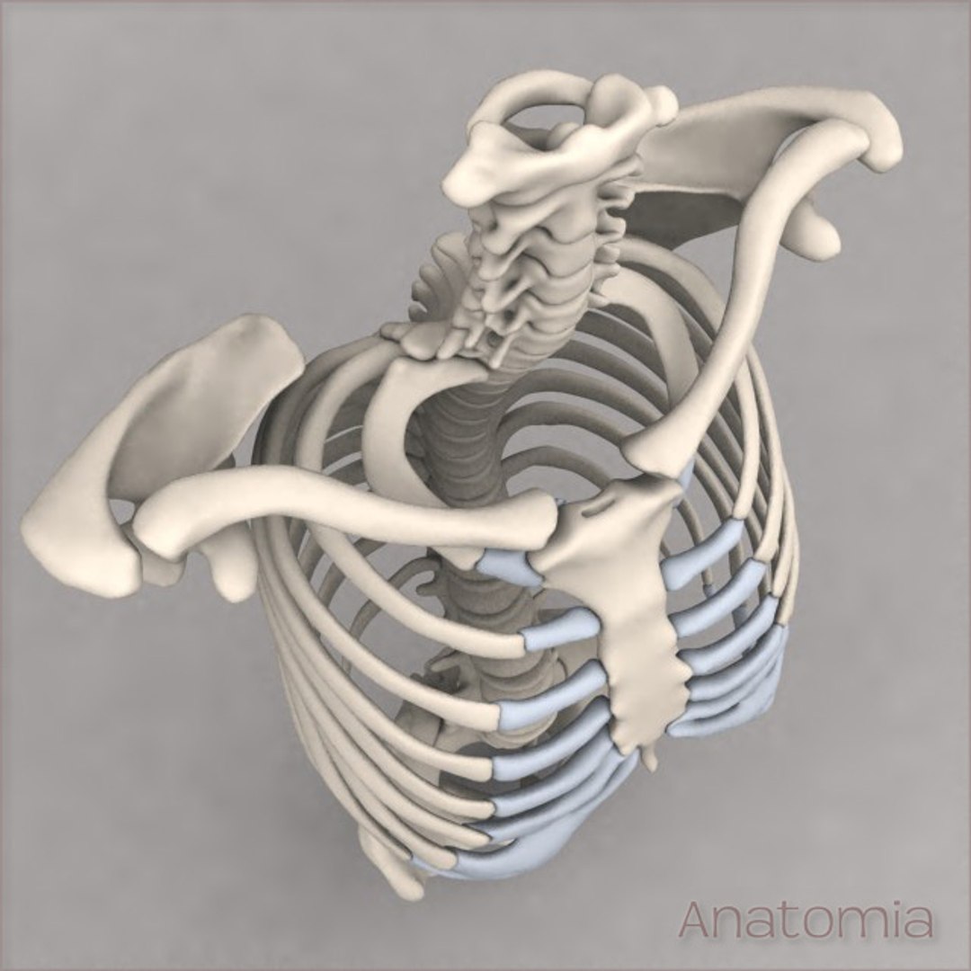 3d Male Human Torso Skeleton Model
