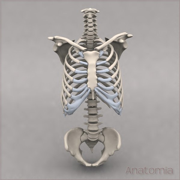 3d male human torso skeleton model