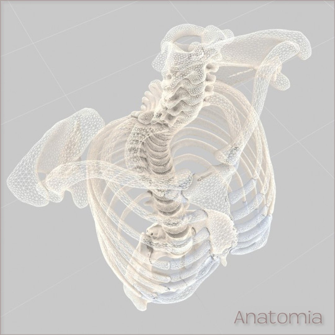 3d Male Human Torso Skeleton Model