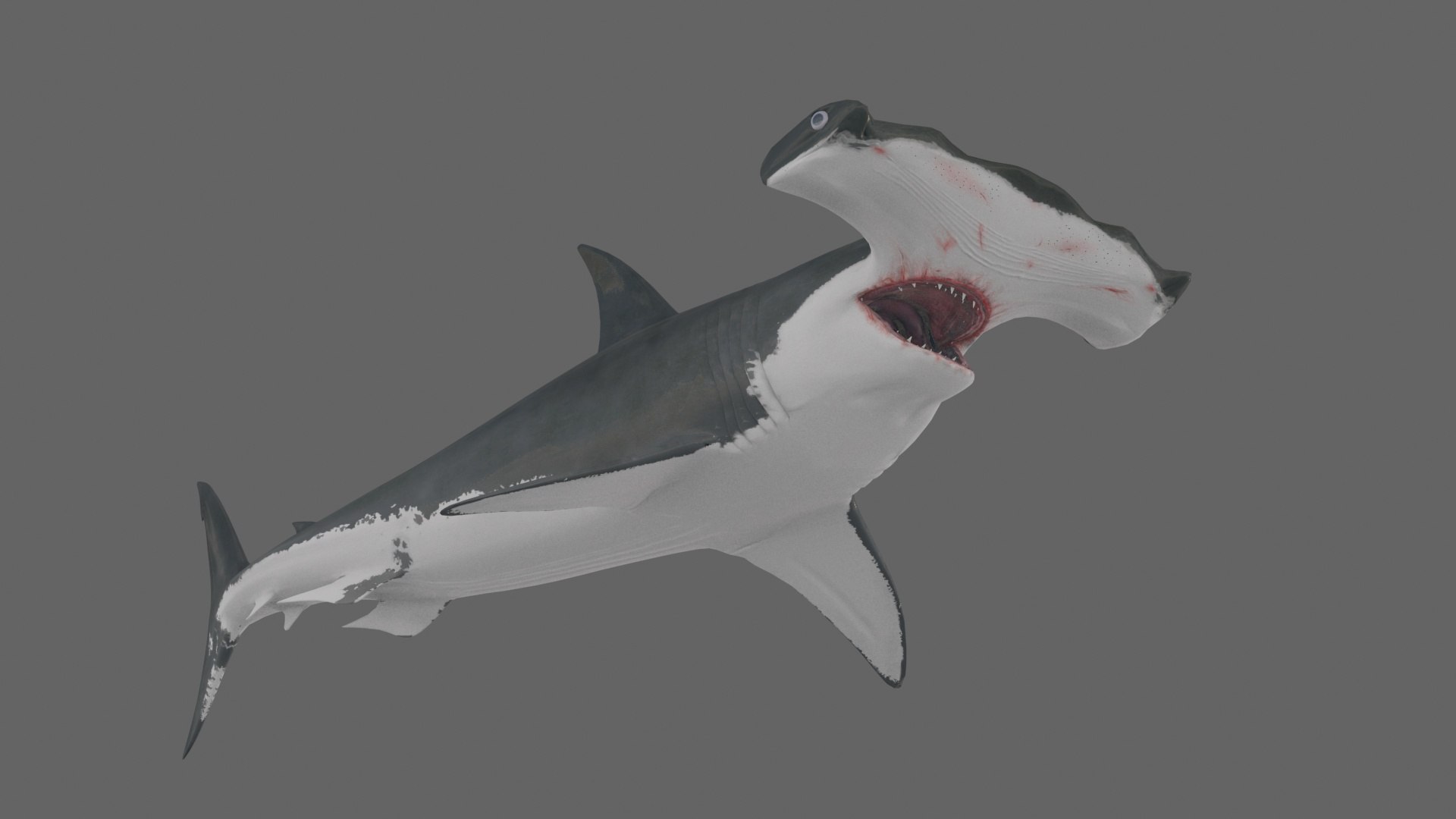 3D Hammerhead Shark 8K- 3d Animated - TurboSquid 2134358