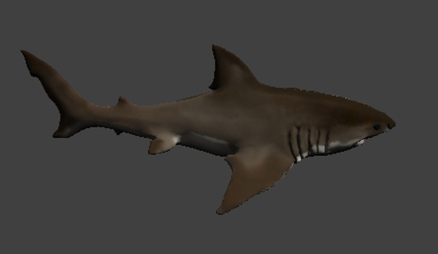 Brown Shark Animation Obj