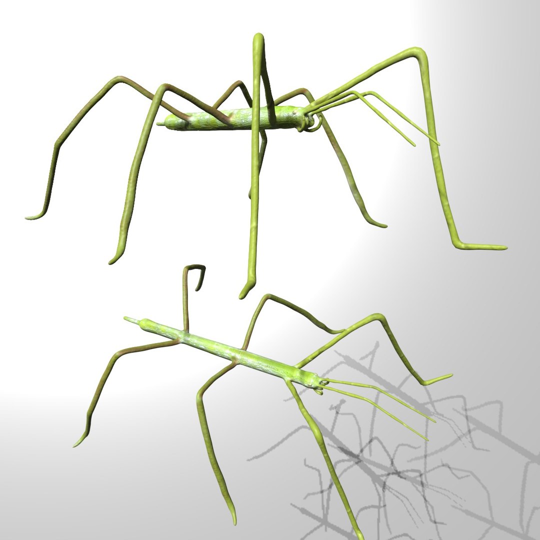 Rigged Stick Insect 3D - TurboSquid 1780705