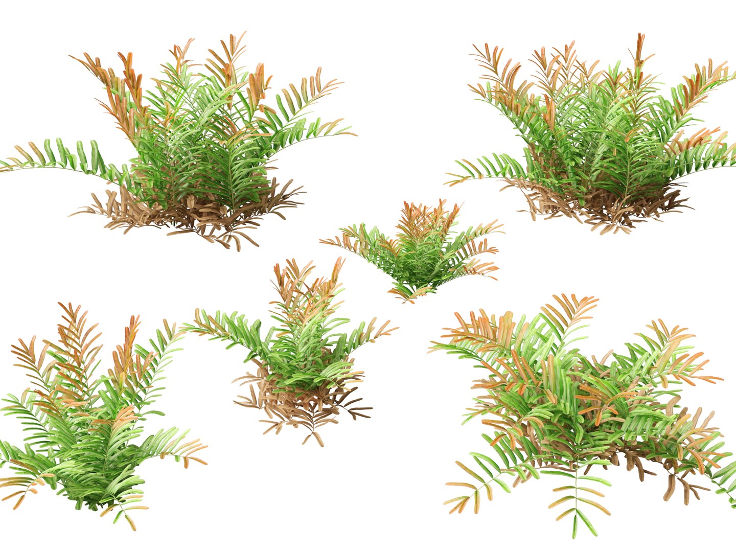 3D HighpolyLow Poly Acrostichum Aureum - Golden Leather Fern ...