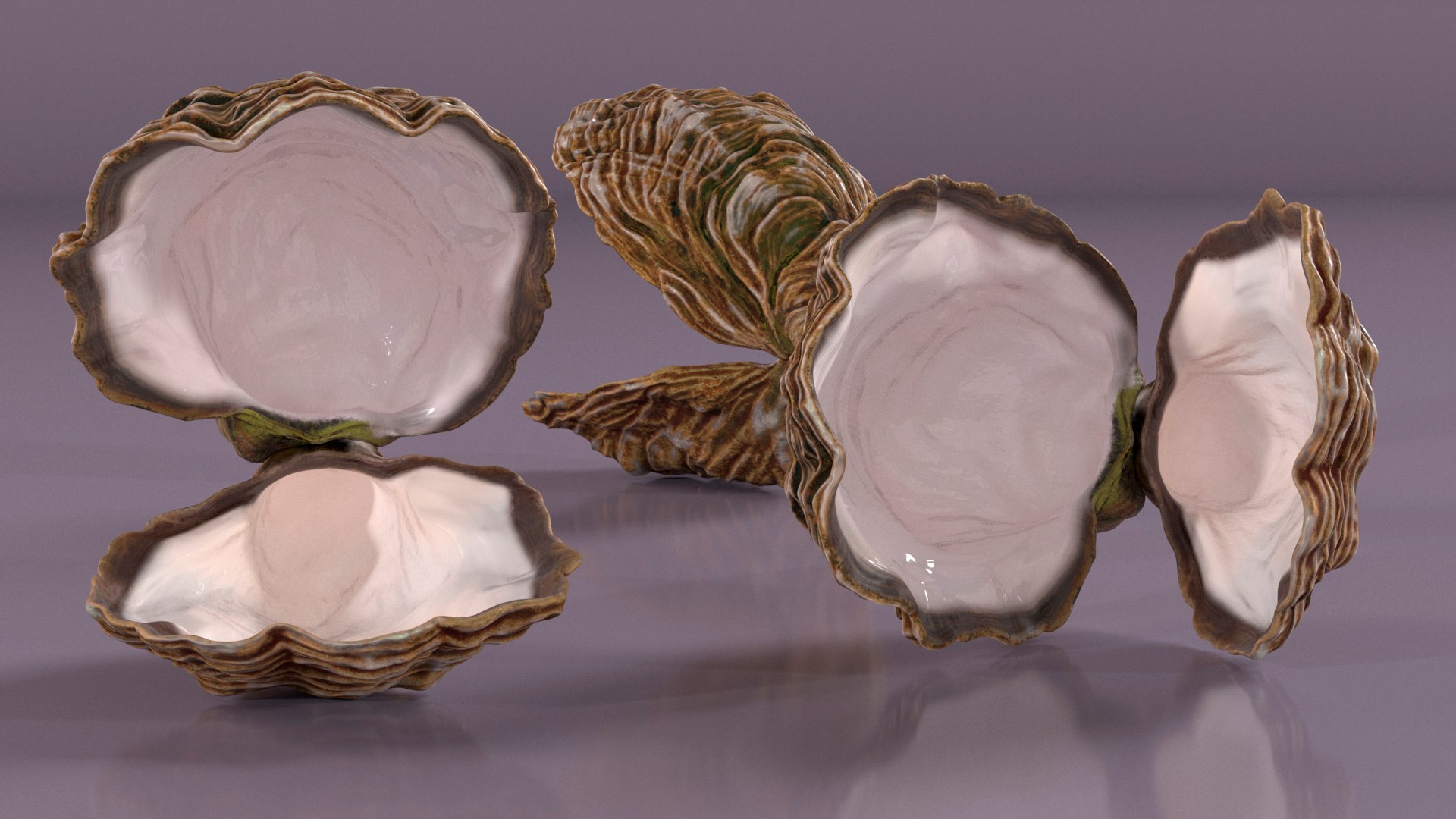 3D Open Oyster Shell White Model - TurboSquid 2387174