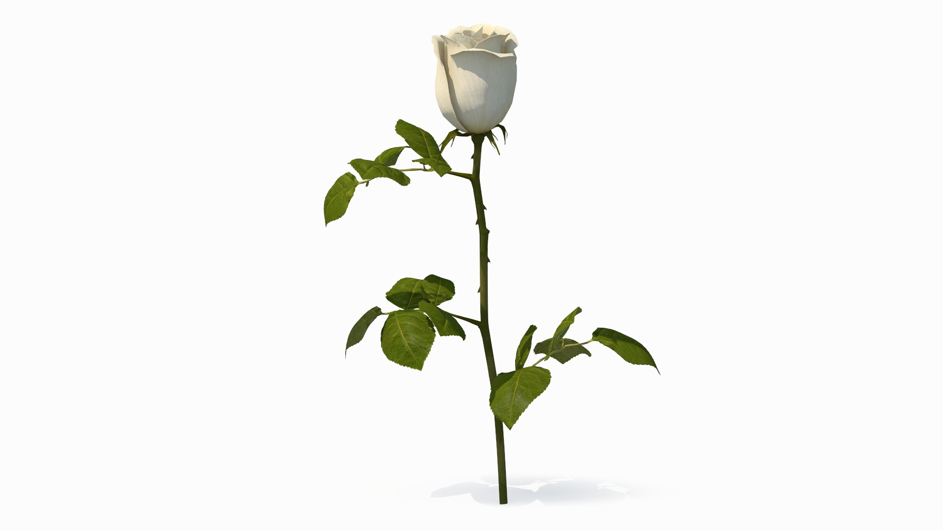3D Single Stem White Rose With Leaves - TurboSquid 2374843