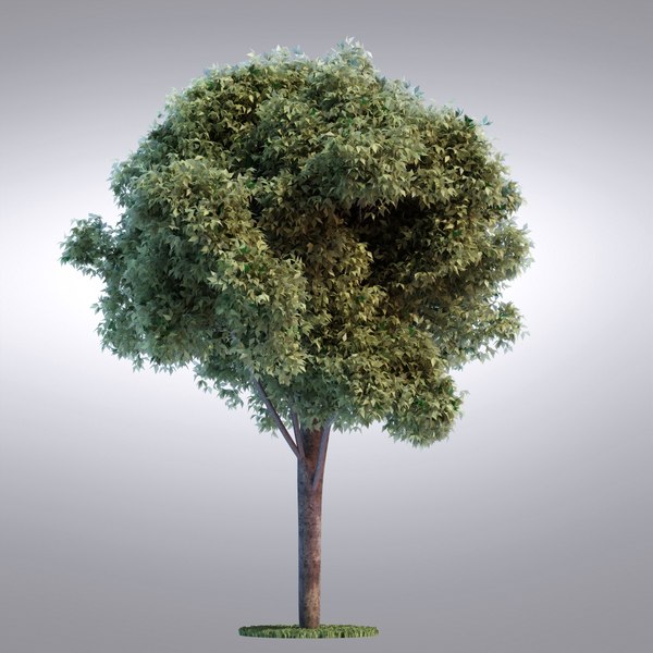 3d model hi realistic series tree