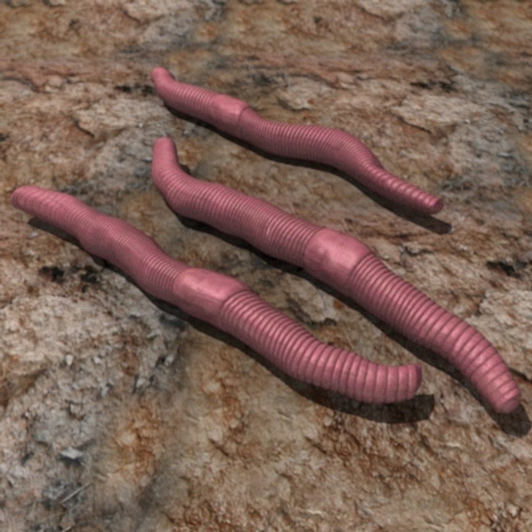 worms 3d model