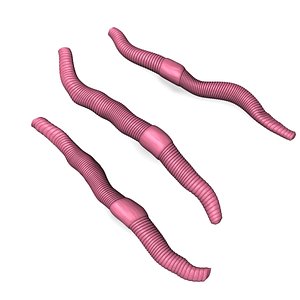 3D Worm Models - Browse & Download Formats - TurboSquid