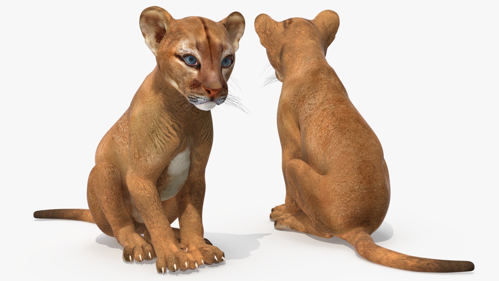 Puma Cub Sitting Pose 3D Model - TurboSquid 2342566
