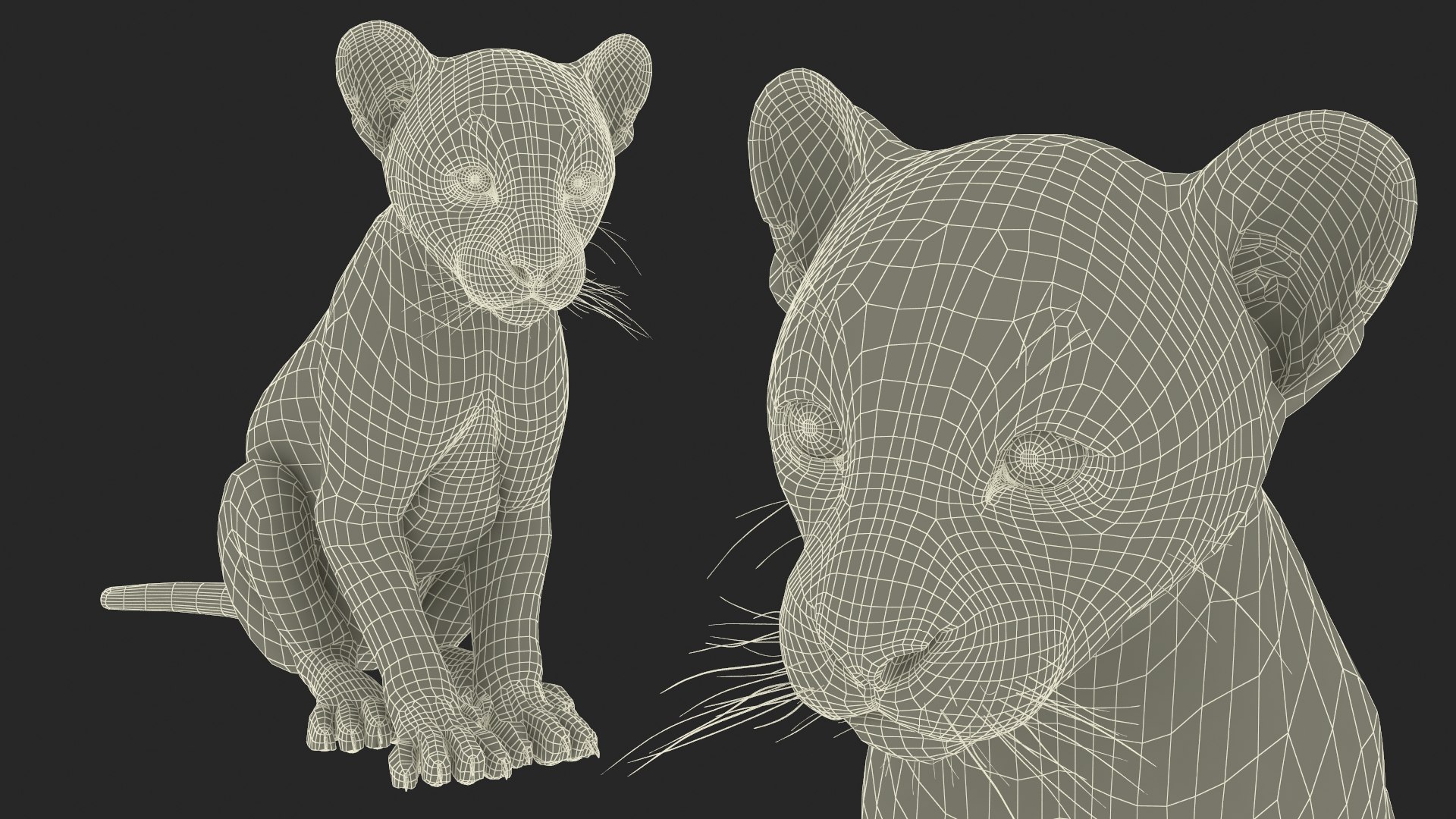 Puma Cub Sitting Pose 3D Model - TurboSquid 2342566