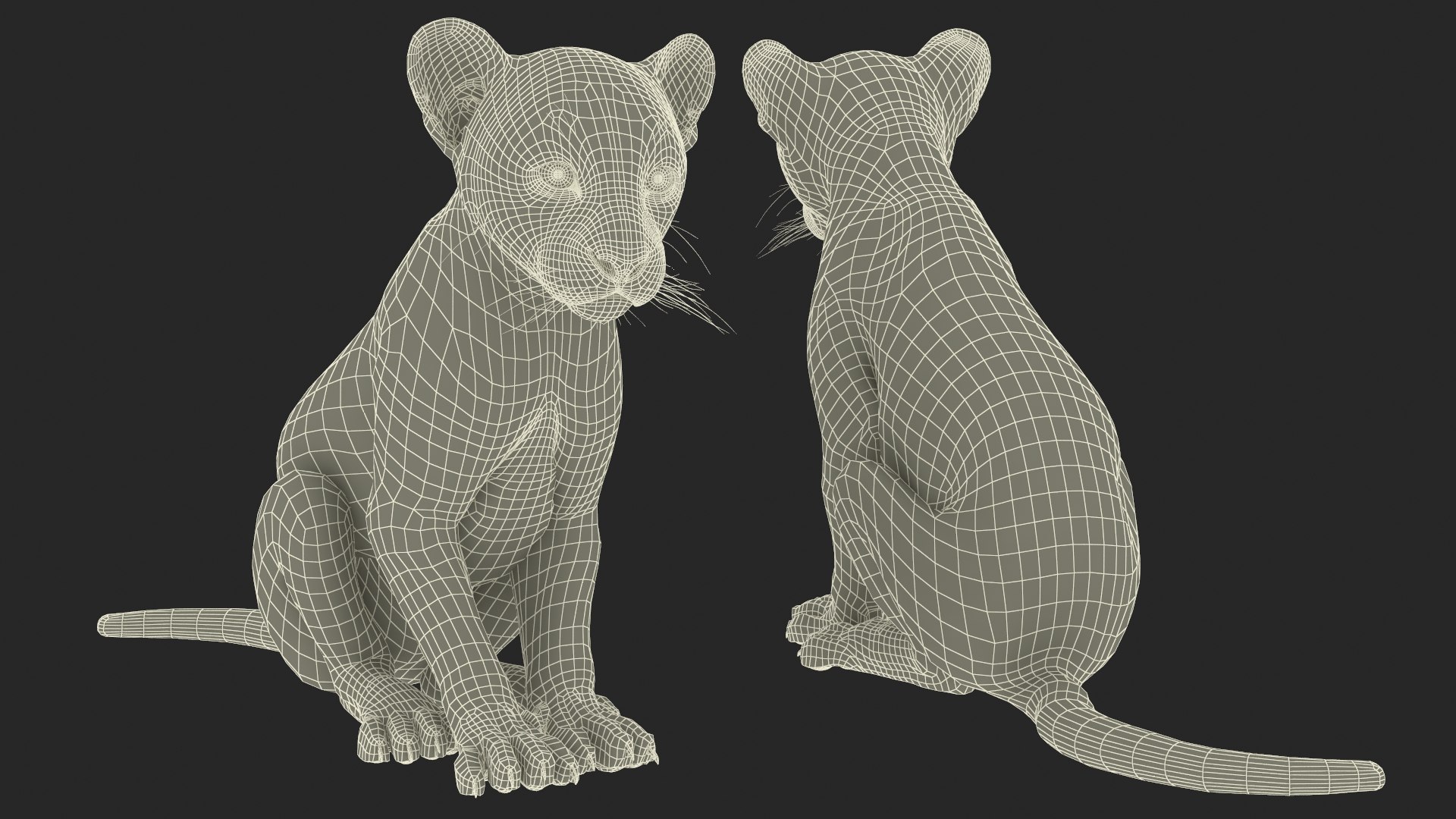 Puma Cub Sitting Pose 3D Model - TurboSquid 2342566