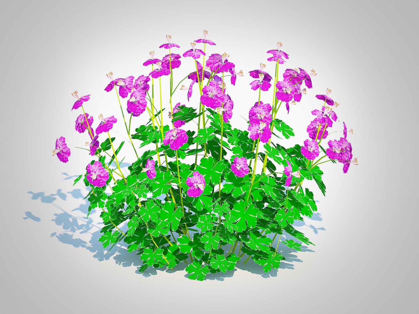 3D Geranium - Cambridge Dwarf Cranesbill Model - TurboSquid 2300618