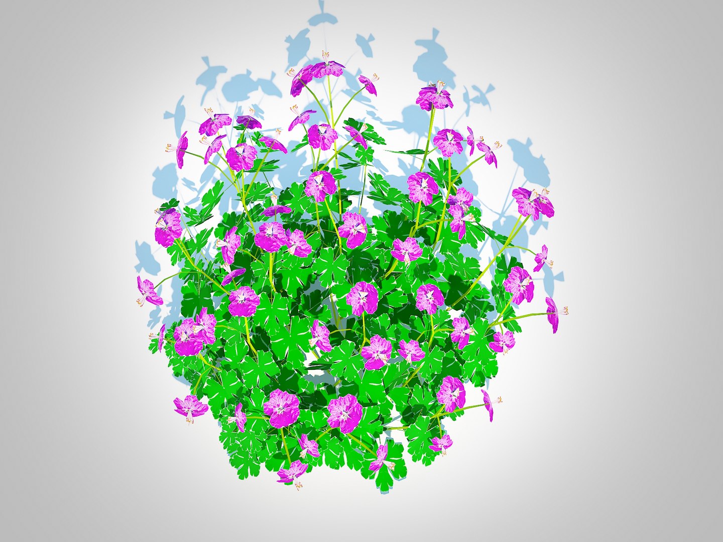 3D Geranium - Cambridge Dwarf Cranesbill Model - TurboSquid 2300618