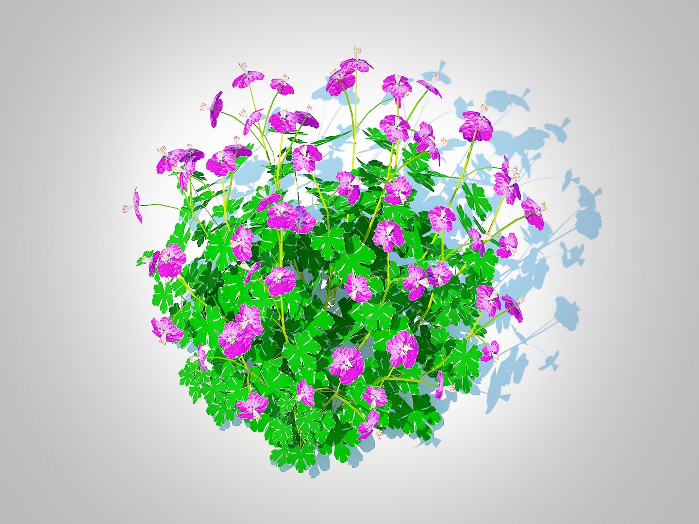 3D Geranium - Cambridge Dwarf Cranesbill Model - TurboSquid 2300618