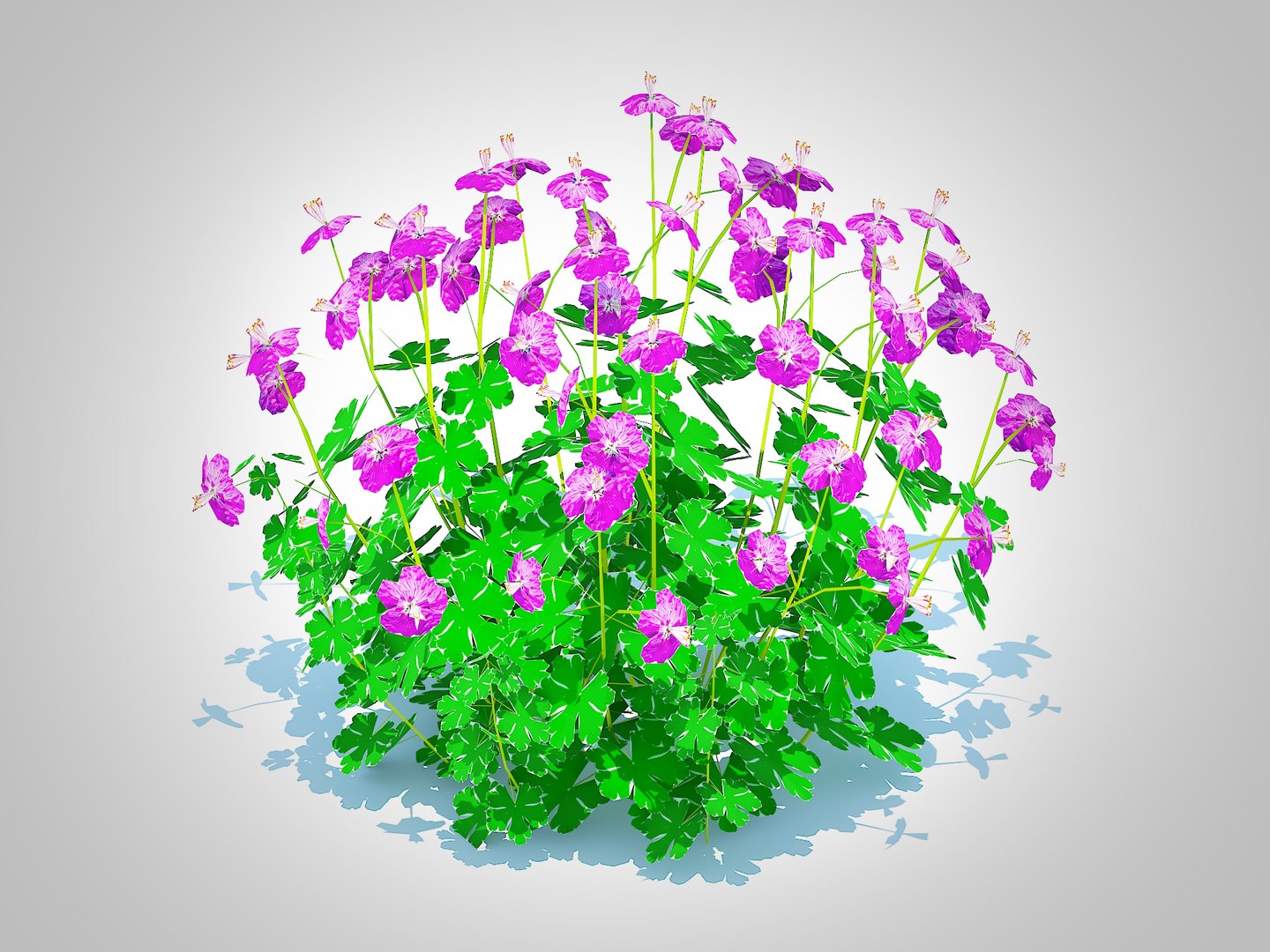 3D Geranium - Cambridge Dwarf Cranesbill Model - TurboSquid 2300618