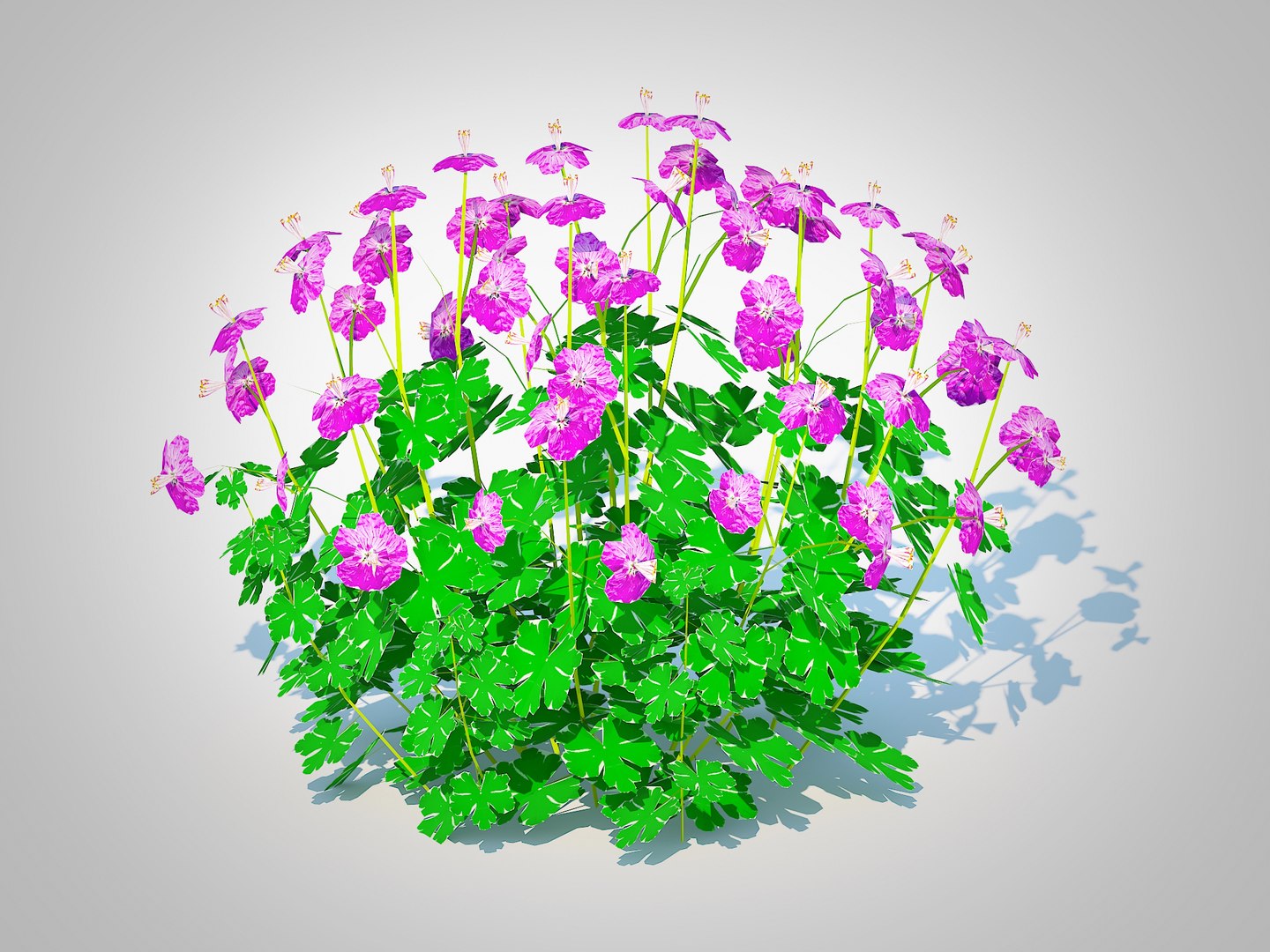 3D Geranium - Cambridge Dwarf Cranesbill Model - TurboSquid 2300618