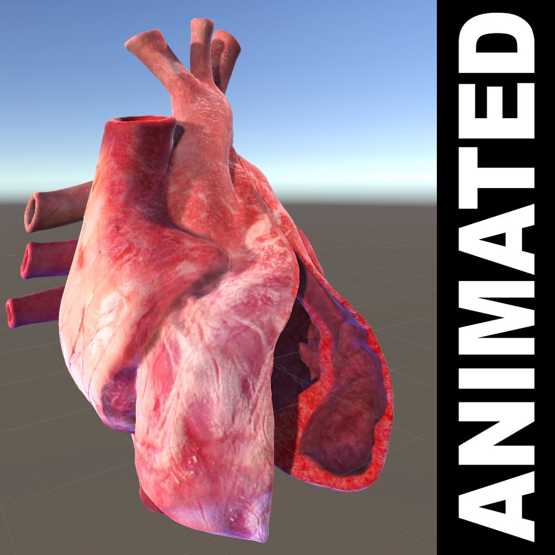 Heart Rate Animation 3D Model - TurboSquid 1775399