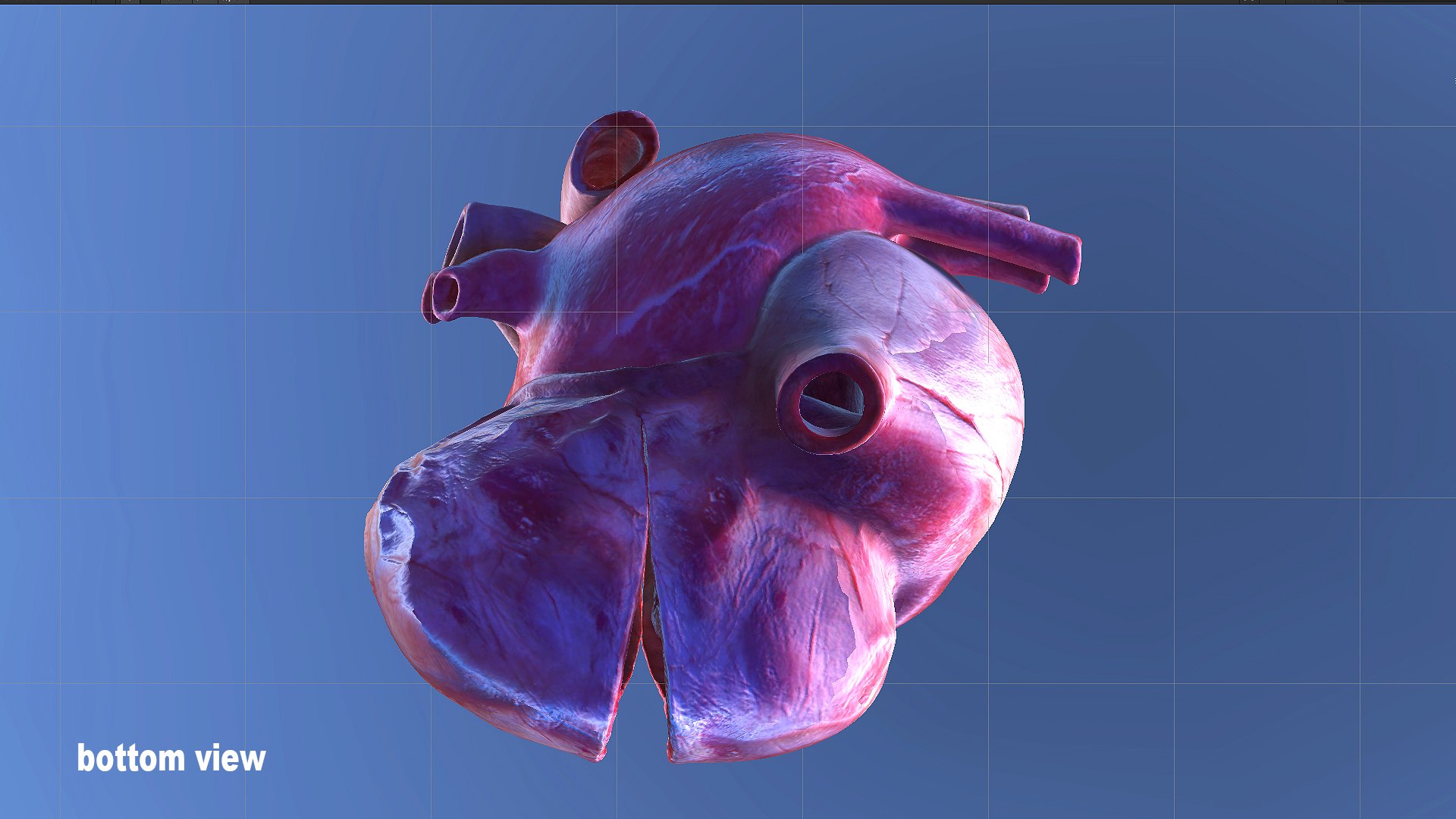 Heart Rate Animation 3D Model - TurboSquid 1775399