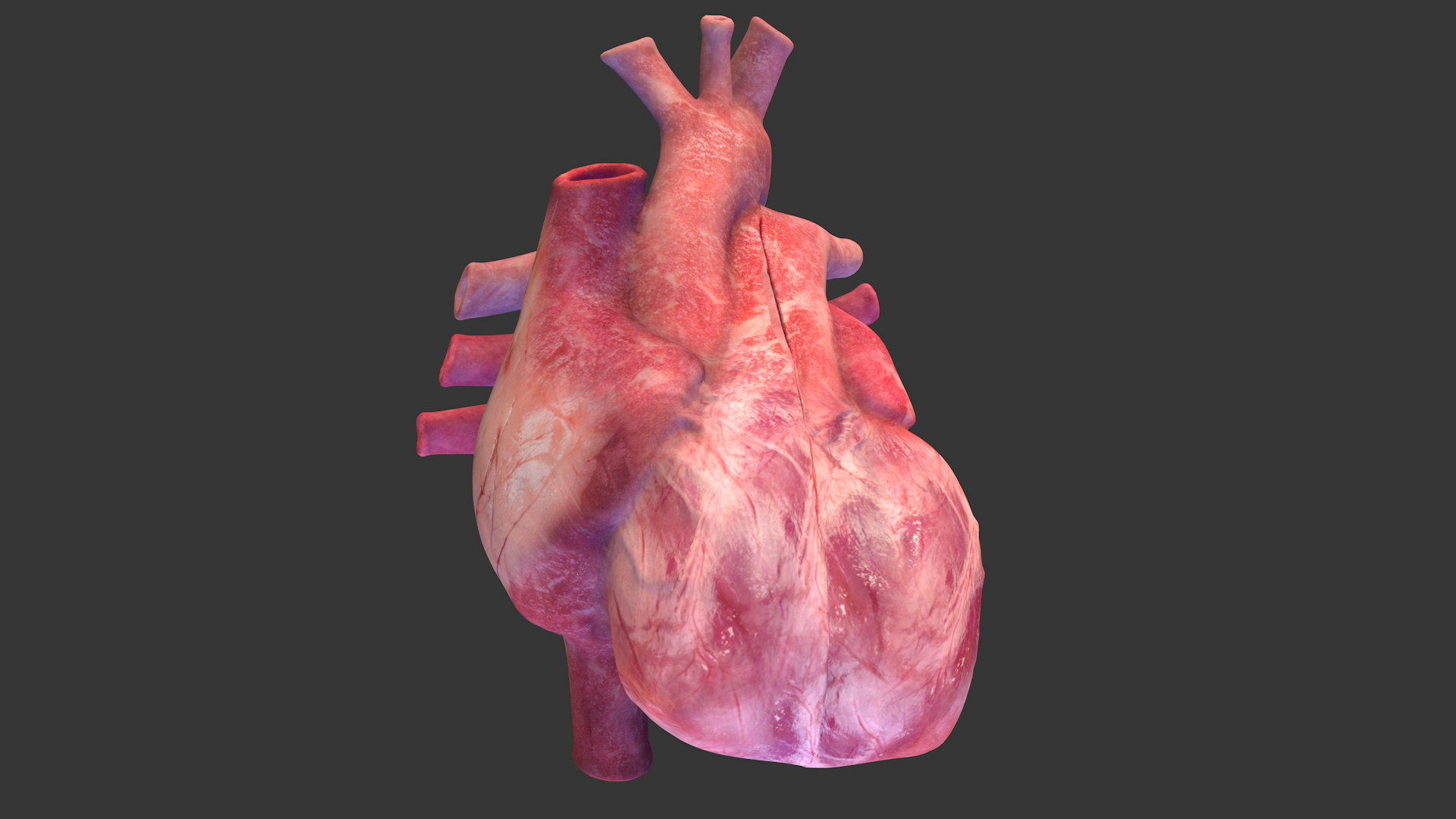 Heart Rate Animation 3D Model - TurboSquid 1775399
