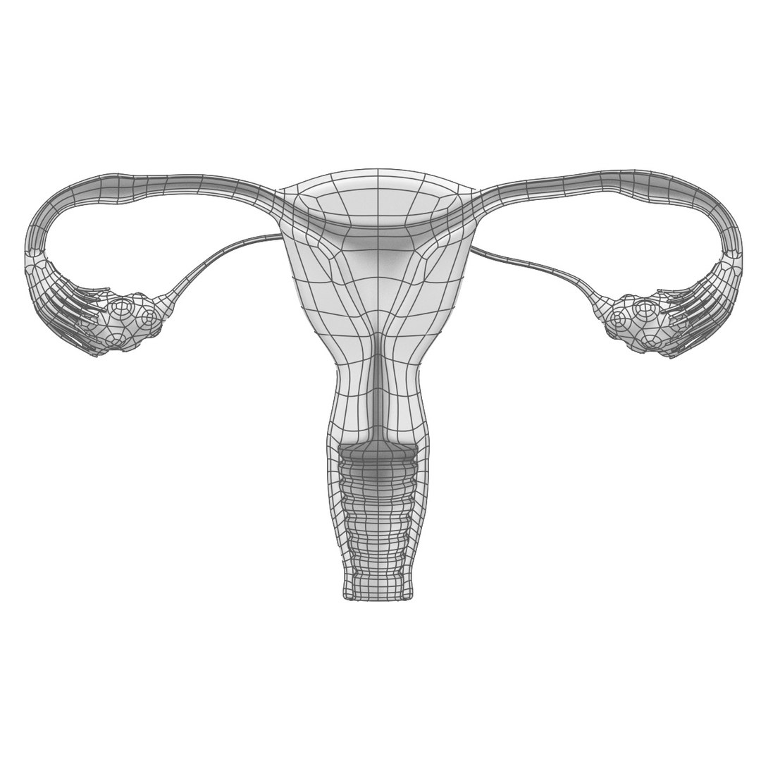 Female Reproductive 3d 3ds