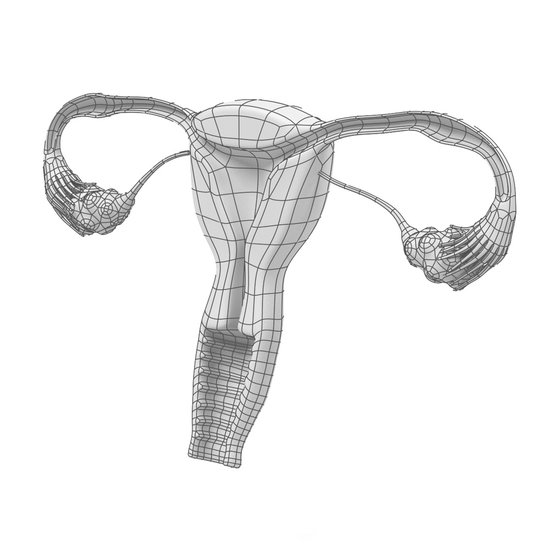 female reproductive 3d 3ds