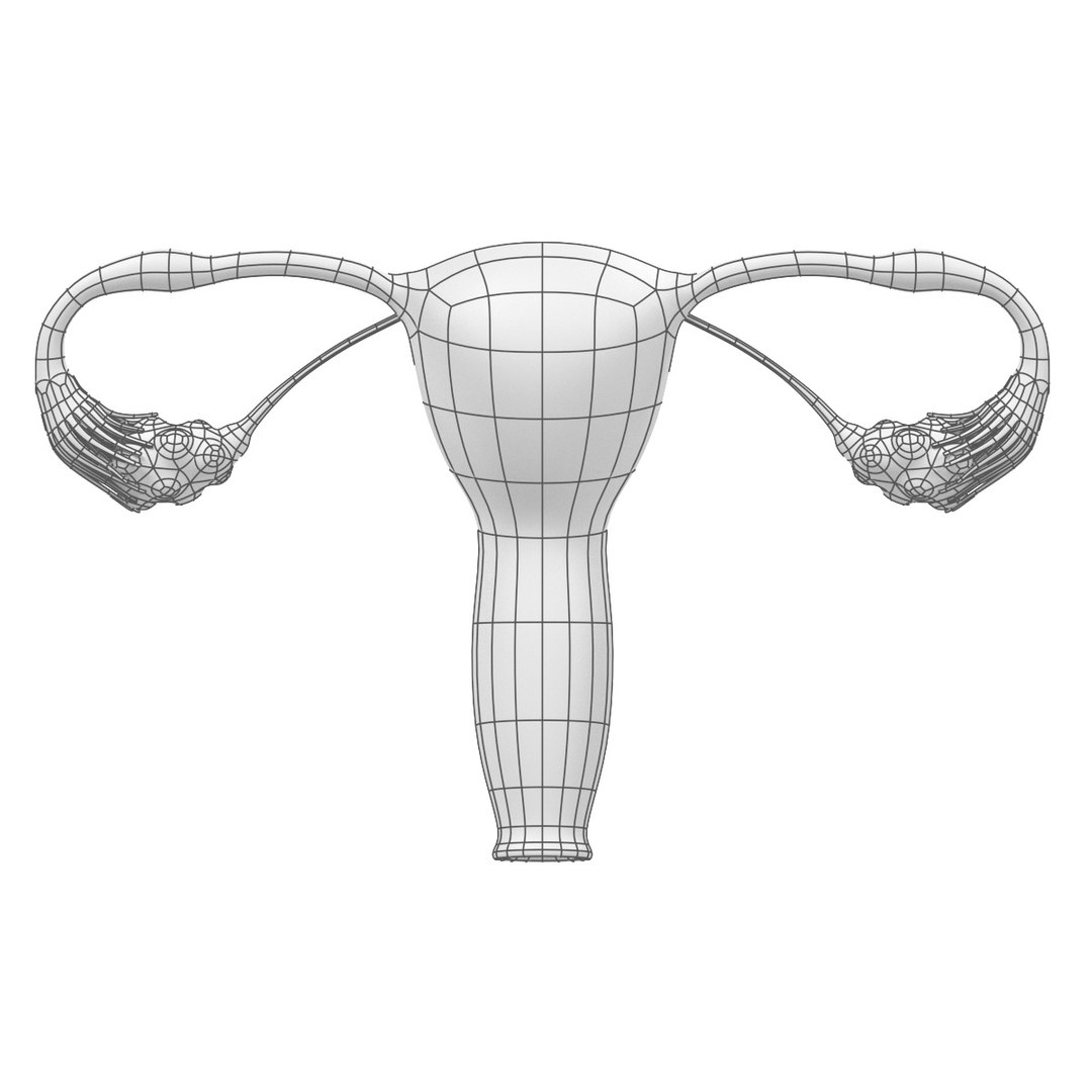 Female Reproductive 3d 3ds