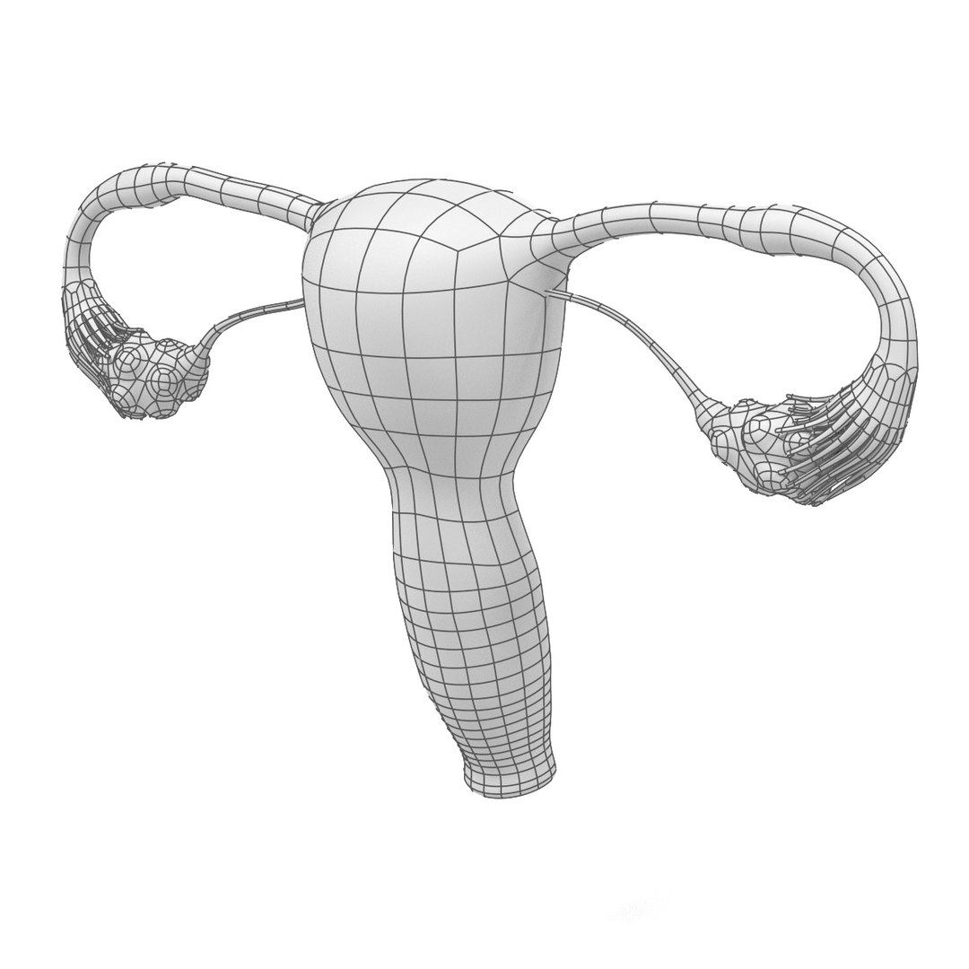 Female Reproductive 3d 3ds