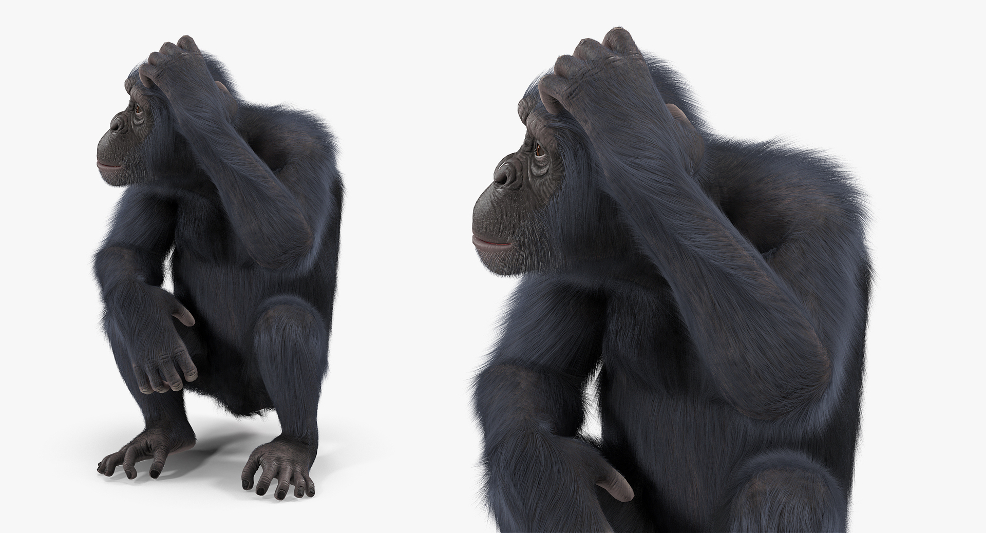 Dark Chimpanzee Sitting Pose Model - TurboSquid 1438206