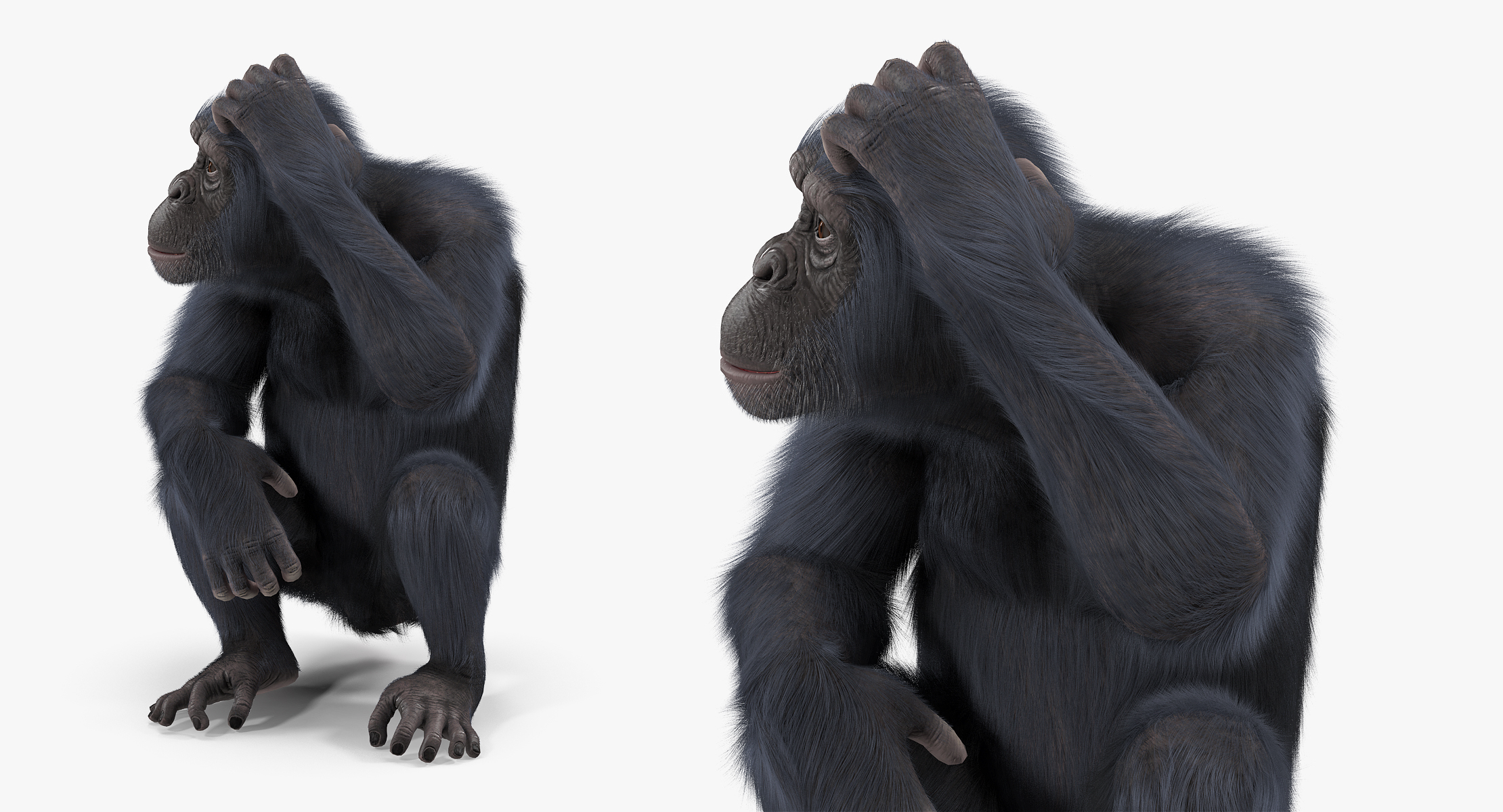 modelo 3d Chimpancé Oscuro Sentado Pose Piel - TurboSquid 1438206