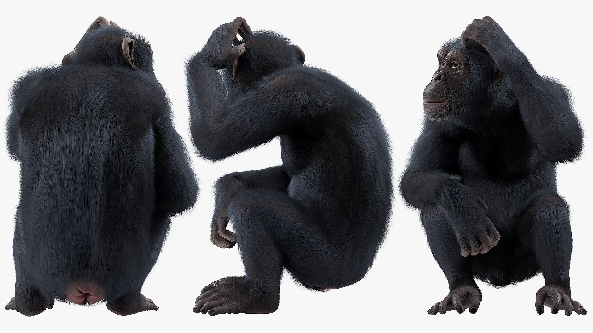 Dark Chimpanzee Sitting Pose Model - TurboSquid 1438206