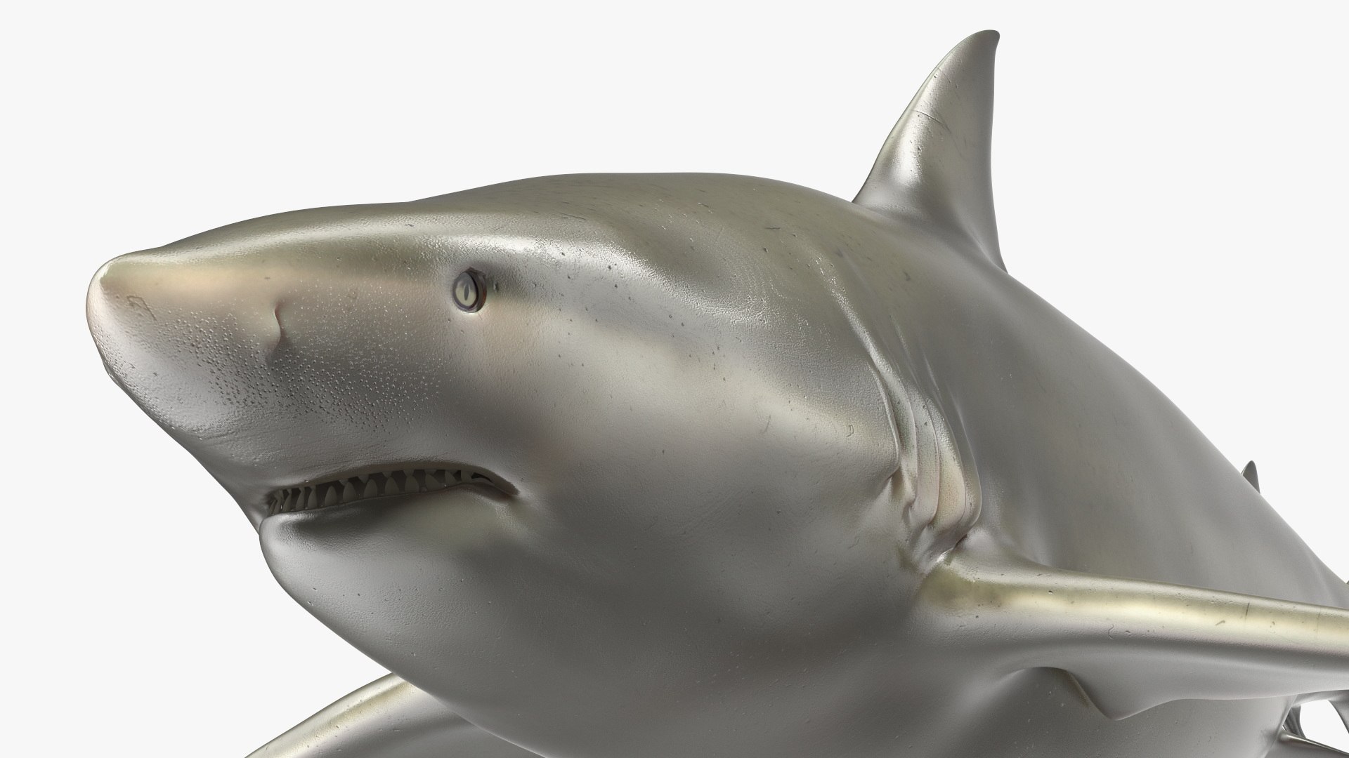 3D Model Pigeye Shark Or Java Shark Rigged - TurboSquid 2264725