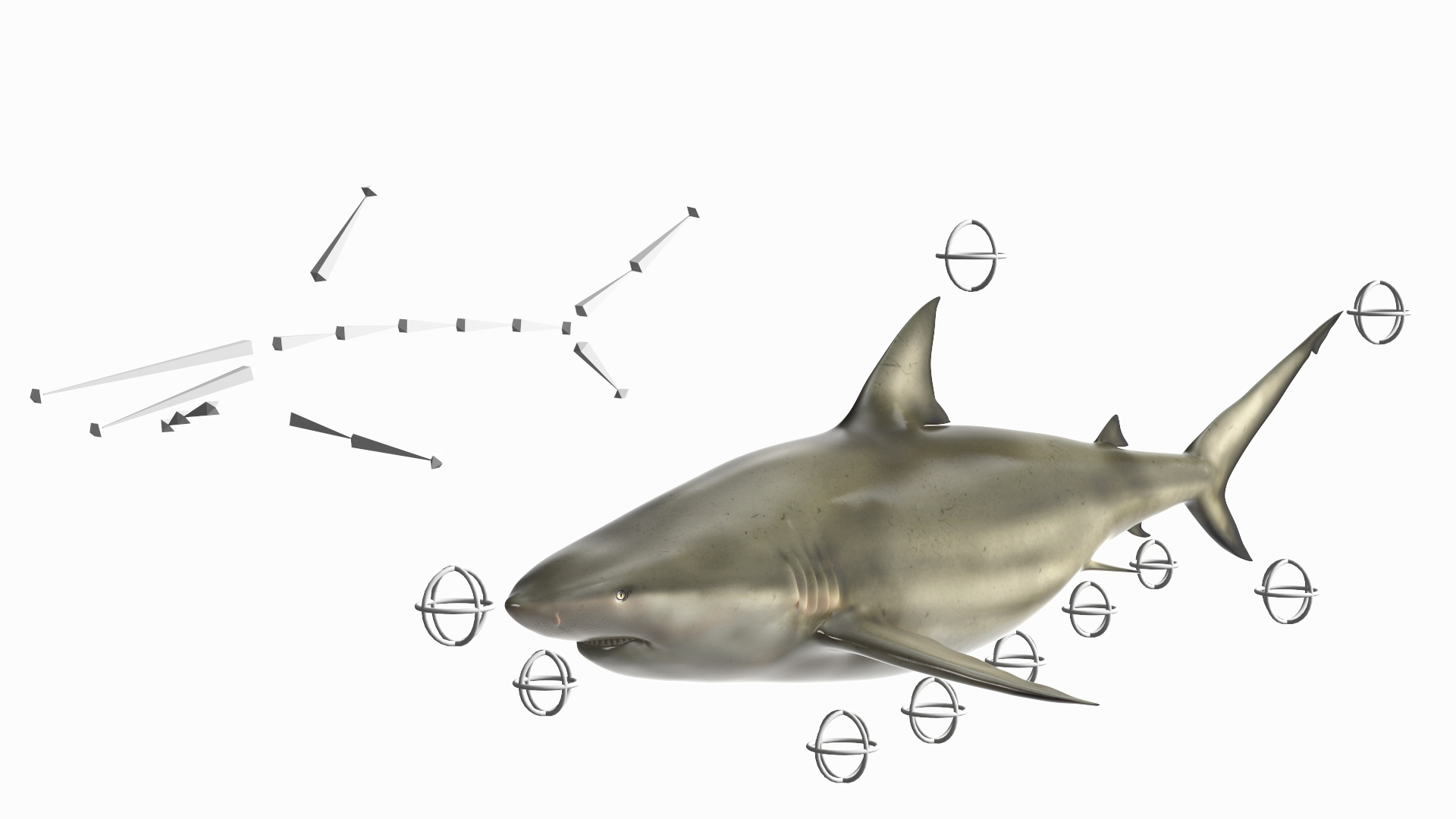 3D Model Pigeye Shark Or Java Shark Rigged - TurboSquid 2264725