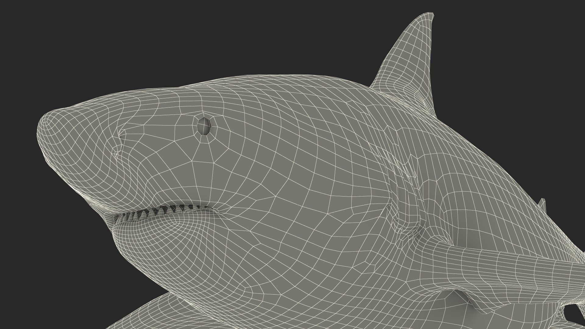 3D Model Pigeye Shark Or Java Shark Rigged - TurboSquid 2264725