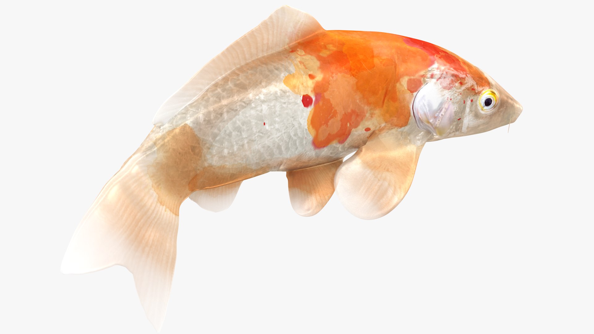 Japanese Carp Fish Rigged L1847 3D model - TurboSquid 1969281