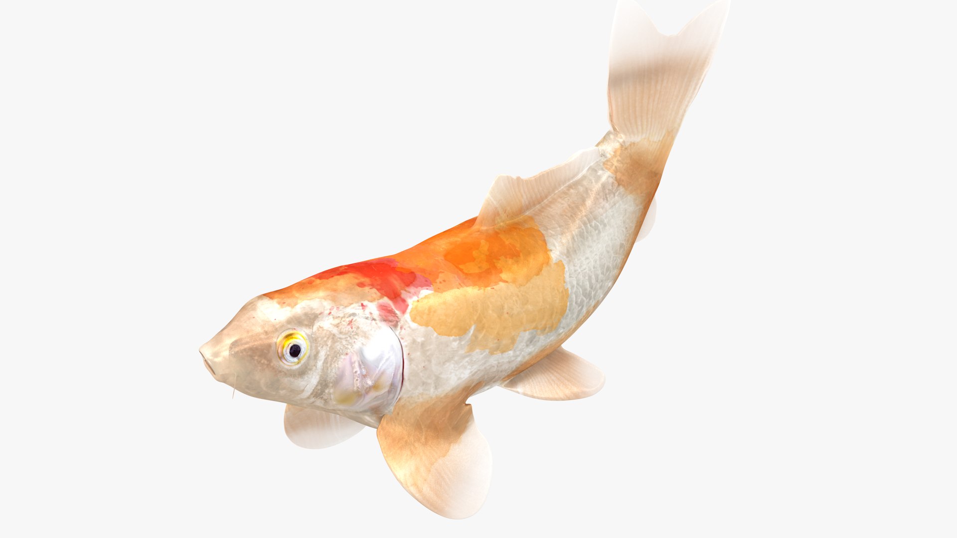 Japanese Carp Fish Rigged L1847 3D model - TurboSquid 1969281