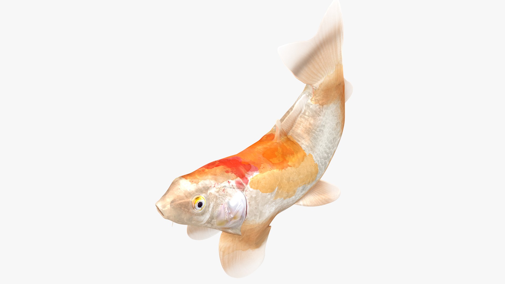 Japanese Carp Fish Rigged L1847 3D model - TurboSquid 1969281